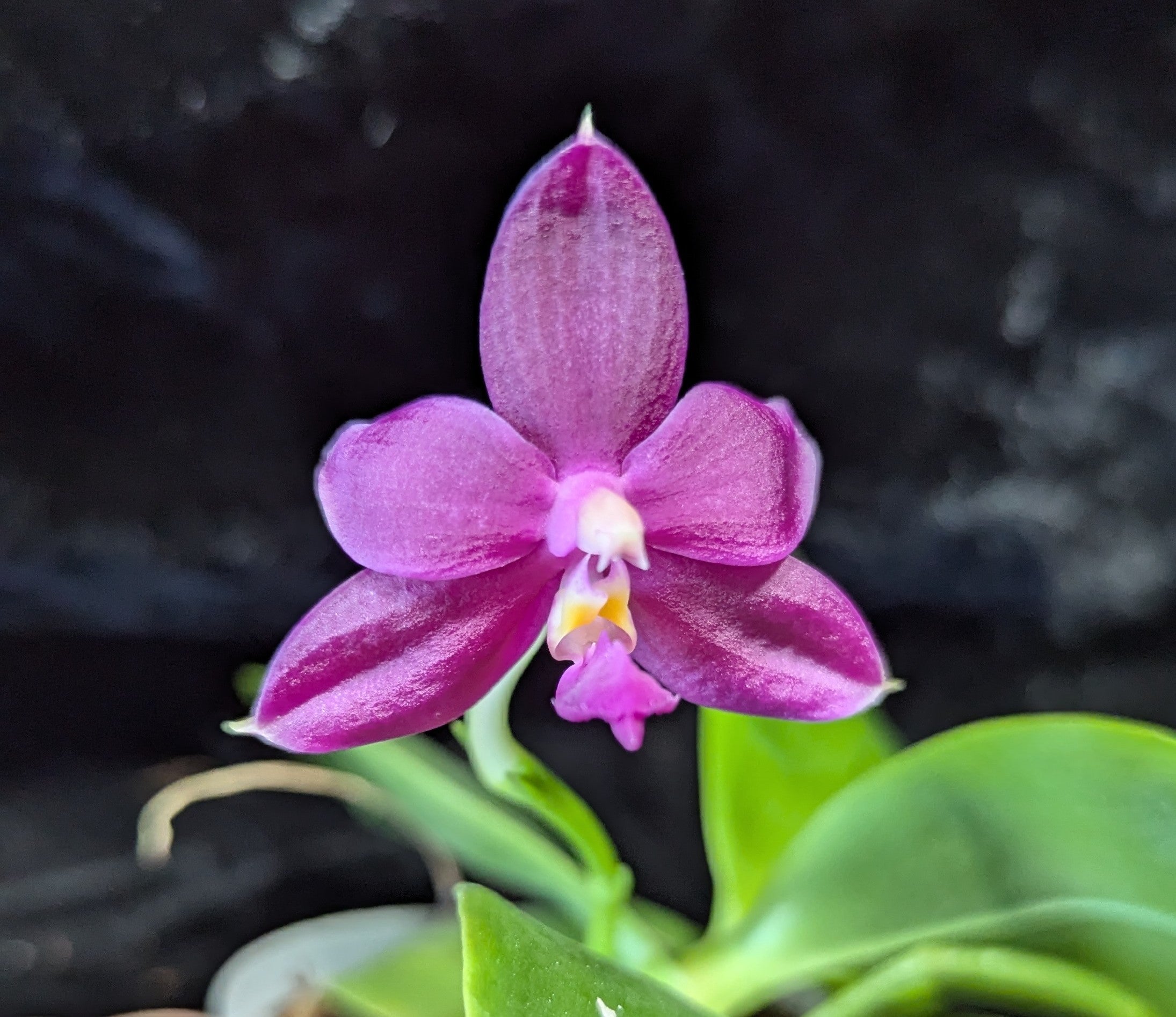 WYSIWYG Phal Dragon Tree Eagle x (speciosa x violacea) | This Side of Paradise