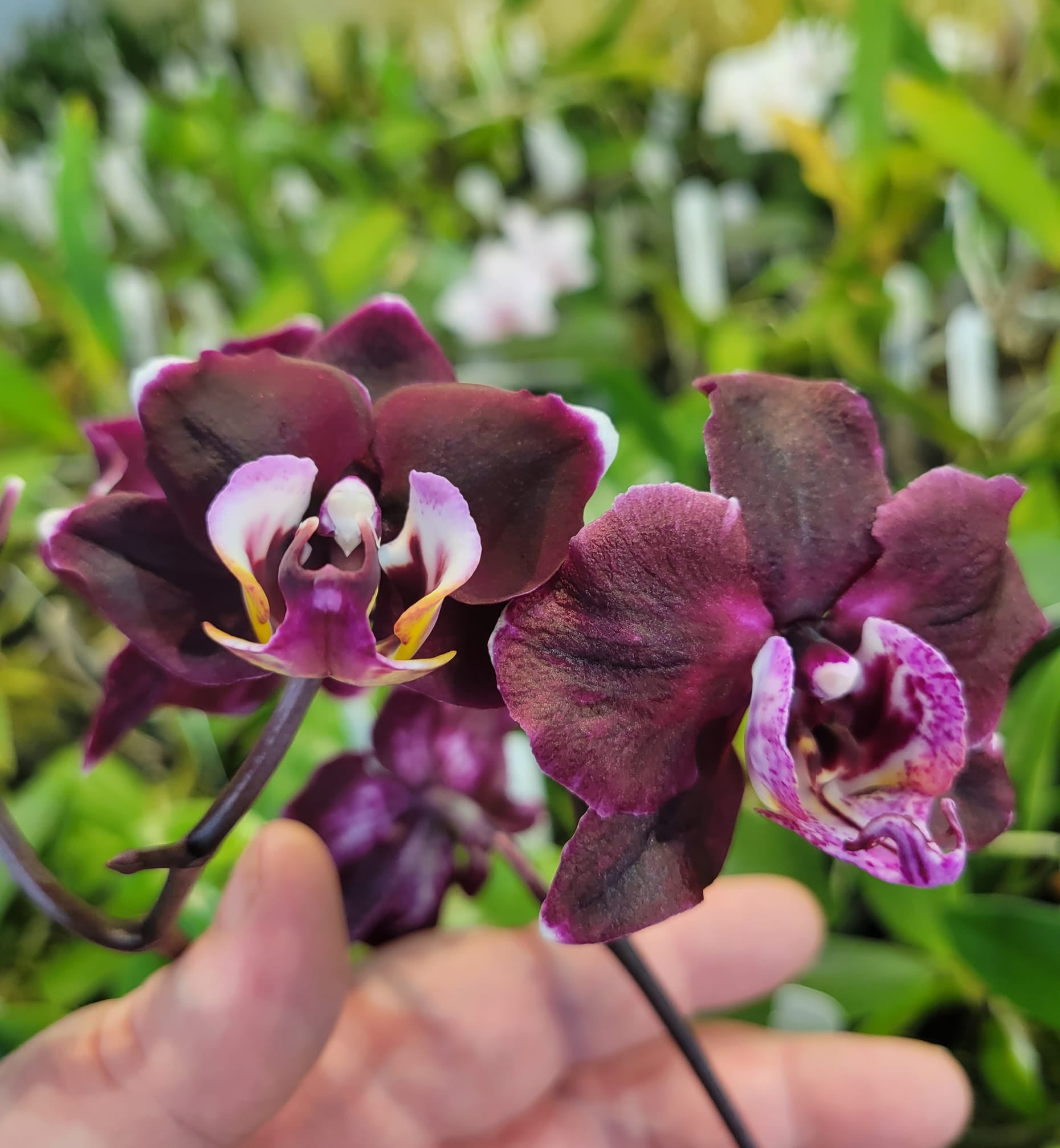 Phal. Indrė (Phal. Taida Pearl x Phal. Purple Heart) | This Side of ...