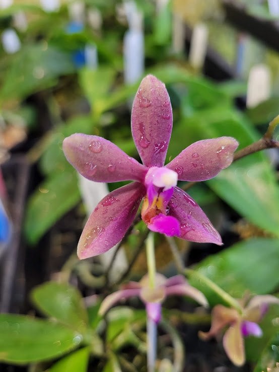 Phal. Noonien (Phal. mentawaiensis x Phal. honghenensis) | This Side of Paradise